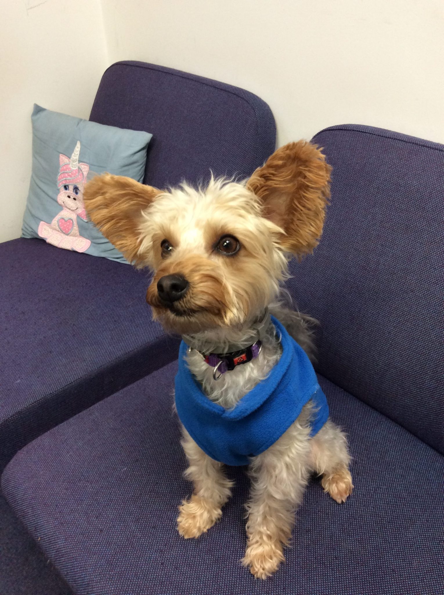 Beau – The Woolgrove Dog – Woolgrove School, Special Needs Academy